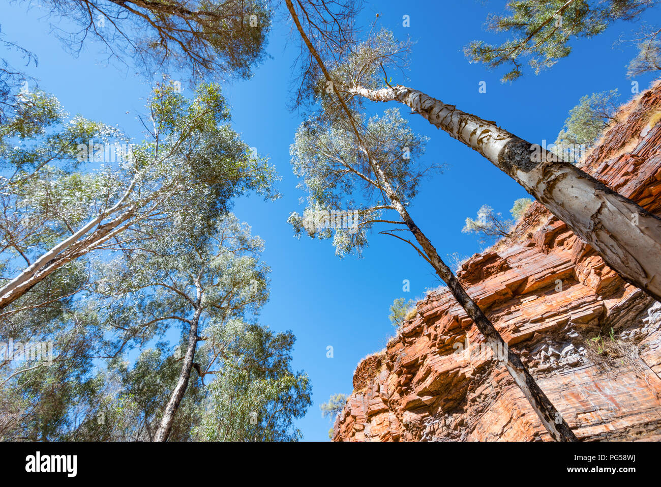 White gum tree trunks hi-res stock photography and images - Alamy