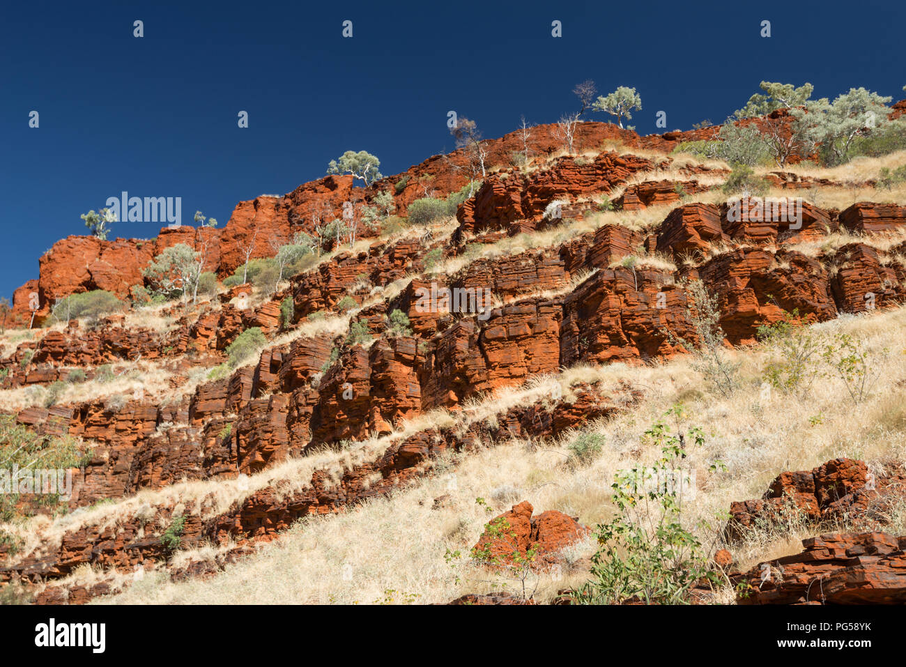 Looking up the steep red walls of Dales Gorge. Dry grass and Gum trees ...