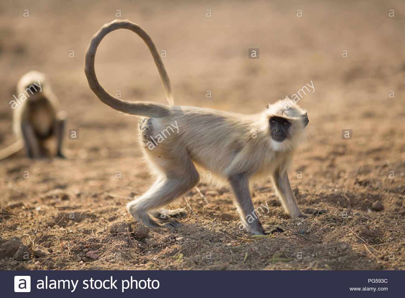 Monkey India Group High Resolution Stock Photography and Images - Alamy