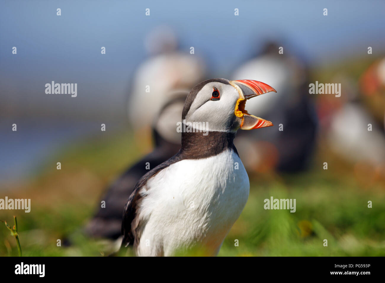 Puffins isle of lunga hi-res stock photography and images - Alamy
