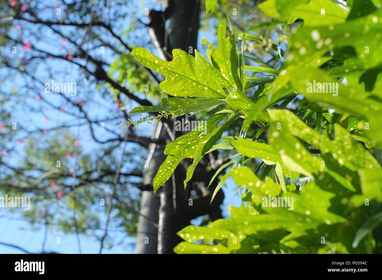 Fern leaf geranium hi-res stock photography and images - Alamy
