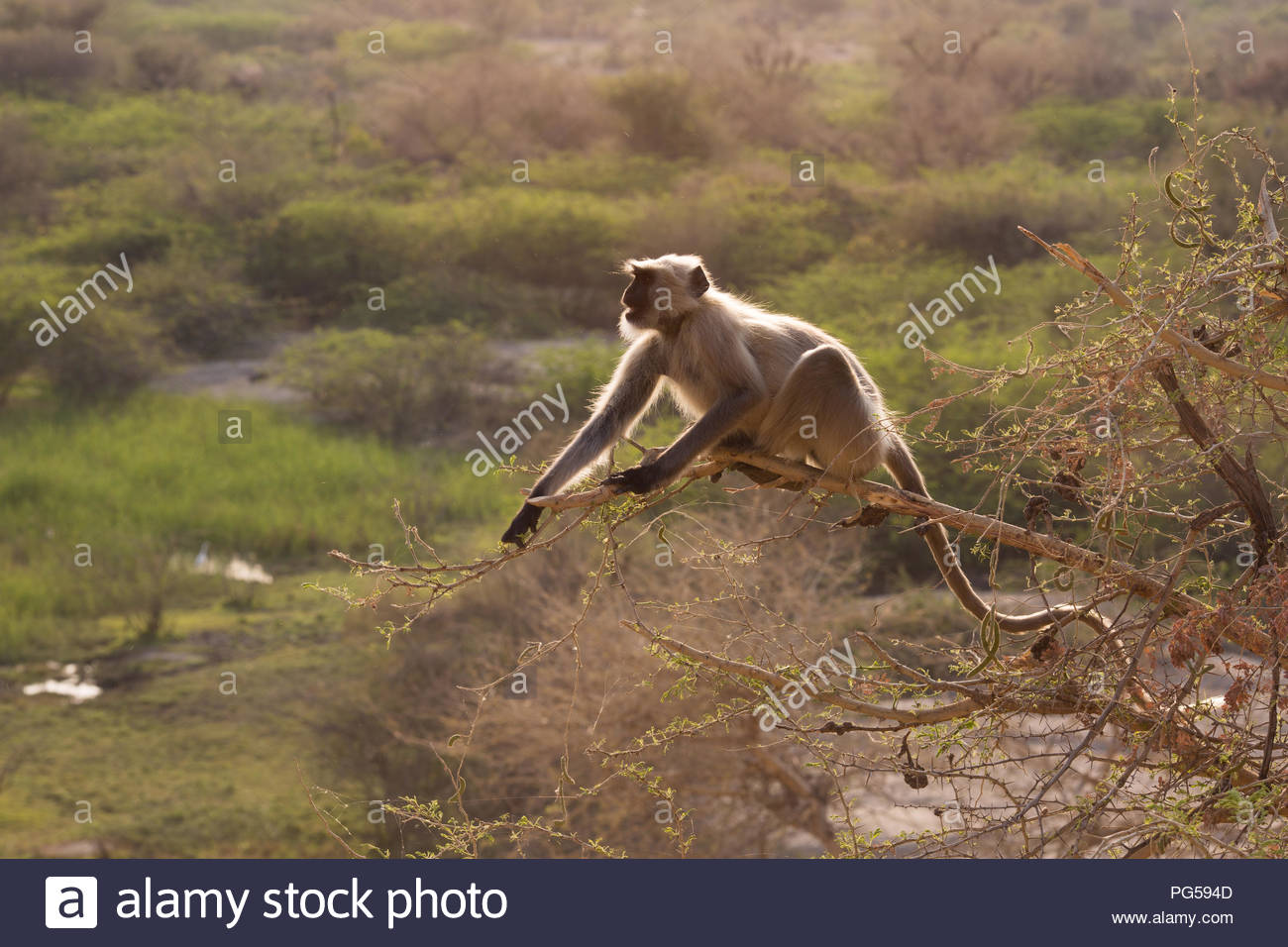 Indian Mother Child Animal High Resolution Stock Photography and Images ...