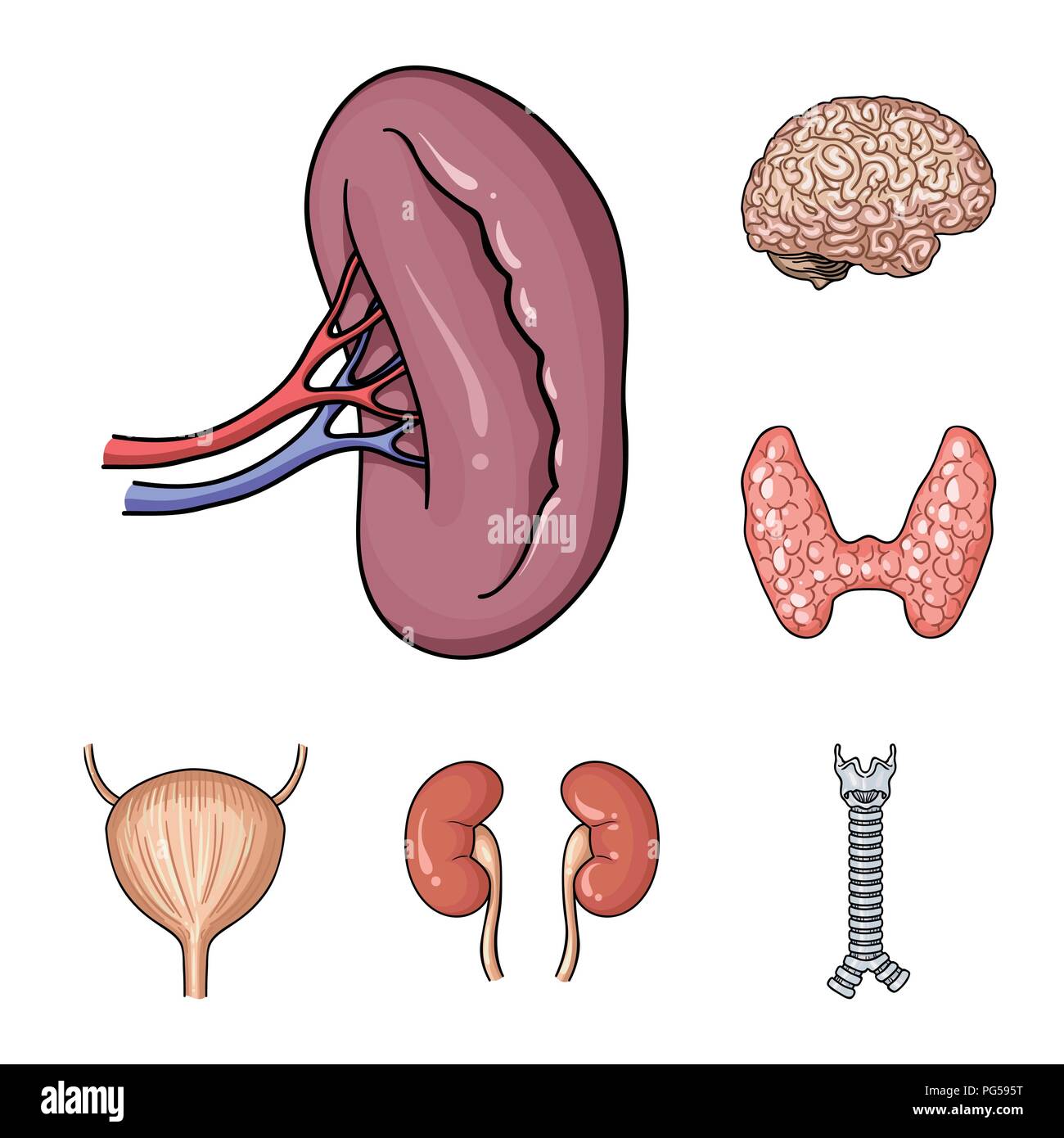 Human organs cartoon icons in set collection for design. Anatomy and ...