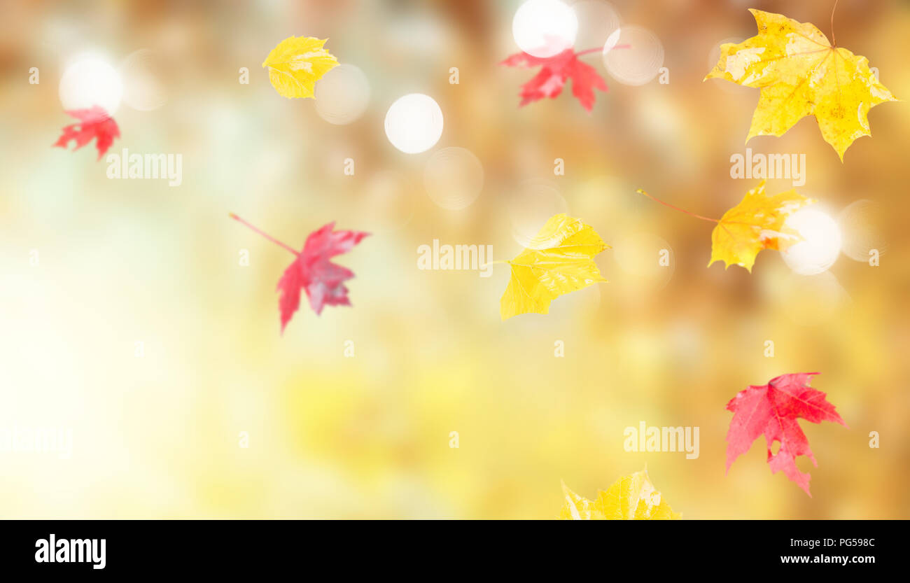 Vibrant fall foliage Stock Photo - Alamy