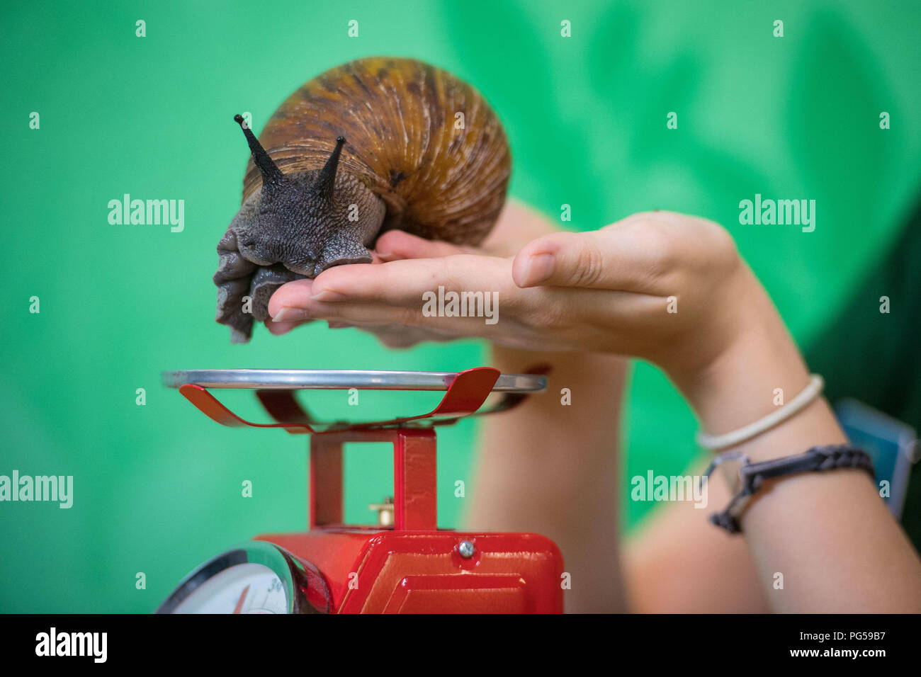 A Zoo Keeper prepares to weigh a Giant African Land Snail during the annual weigh-in at ZSL ...