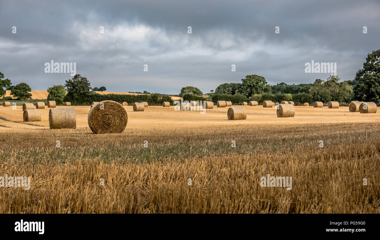 A landscape of a rural summer scene of farm land. The image shows large ...