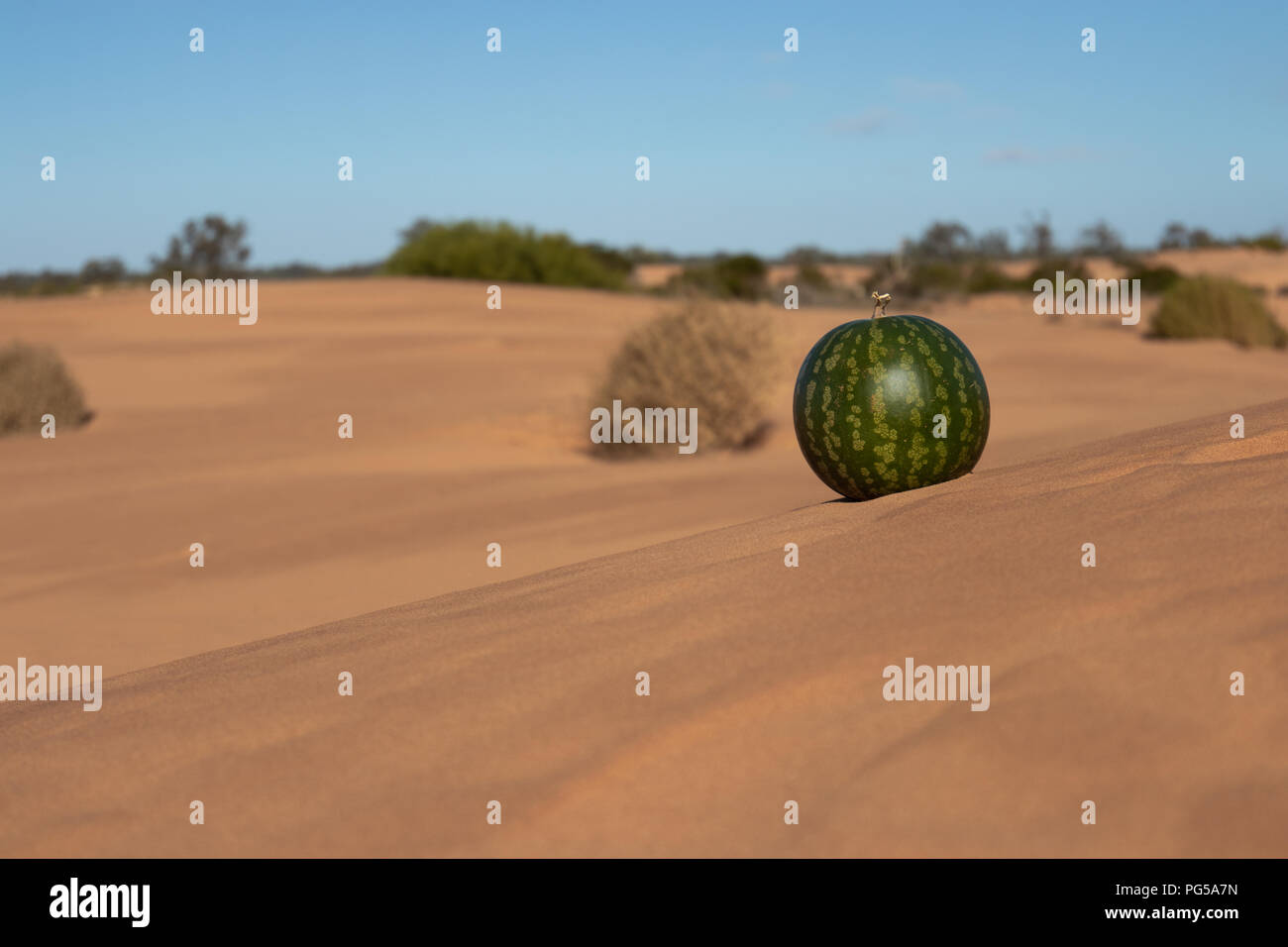 Desert melon hi-res stock photography and images - Alamy