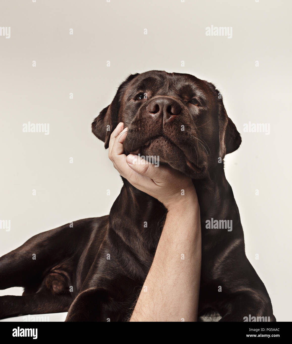 Close-up crying dog face of chocolate labrador isolated on white ...