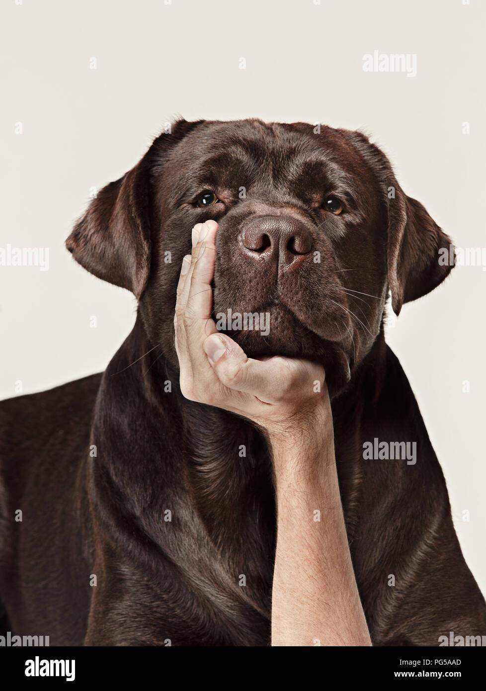 Close-up crying dog face of chocolate labrador isolated on white ...