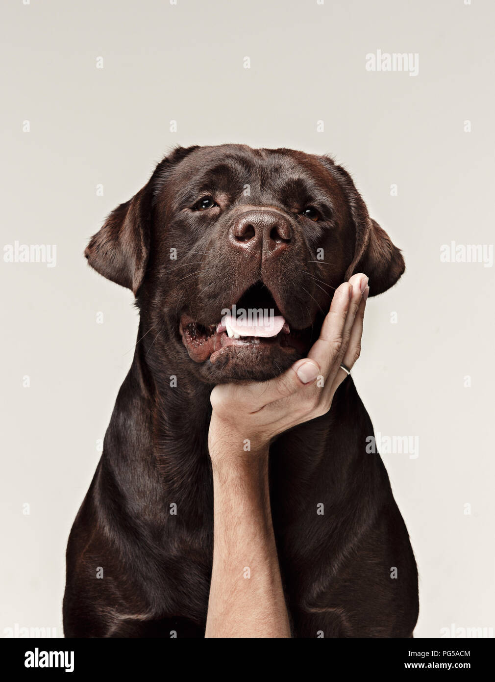 Close-up sad dog face of chocolate labrador isolated on white ...