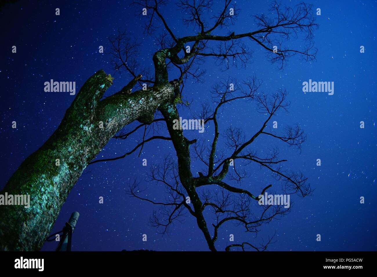 Tree against the starry night Stock Photo - Alamy