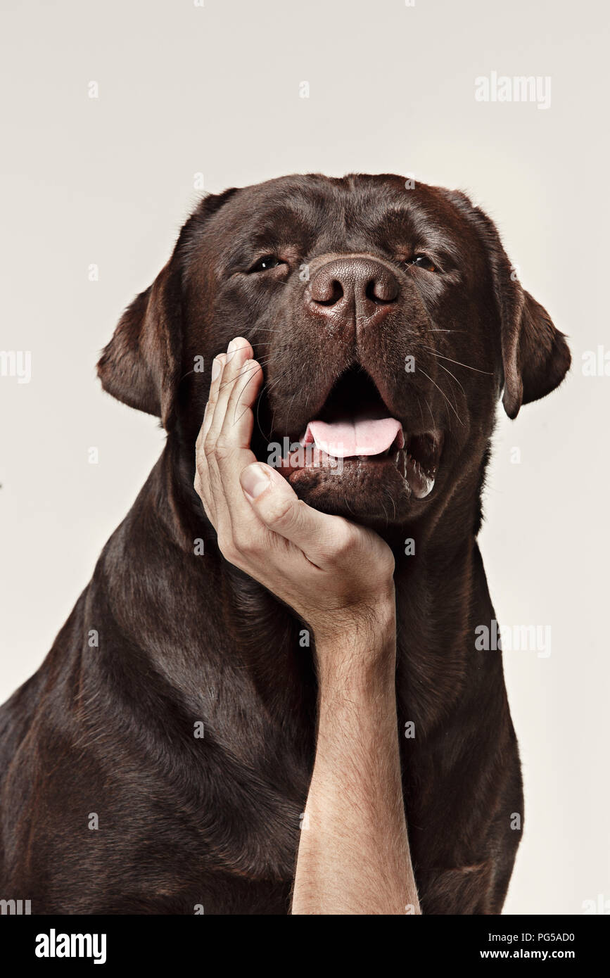 Close-up sad dog face of chocolate labrador isolated on white ...