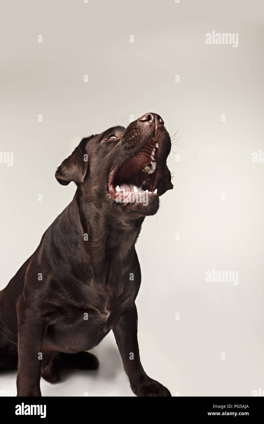 Labrador retriever breed dog barks dangerously teeth and catches treats ...
