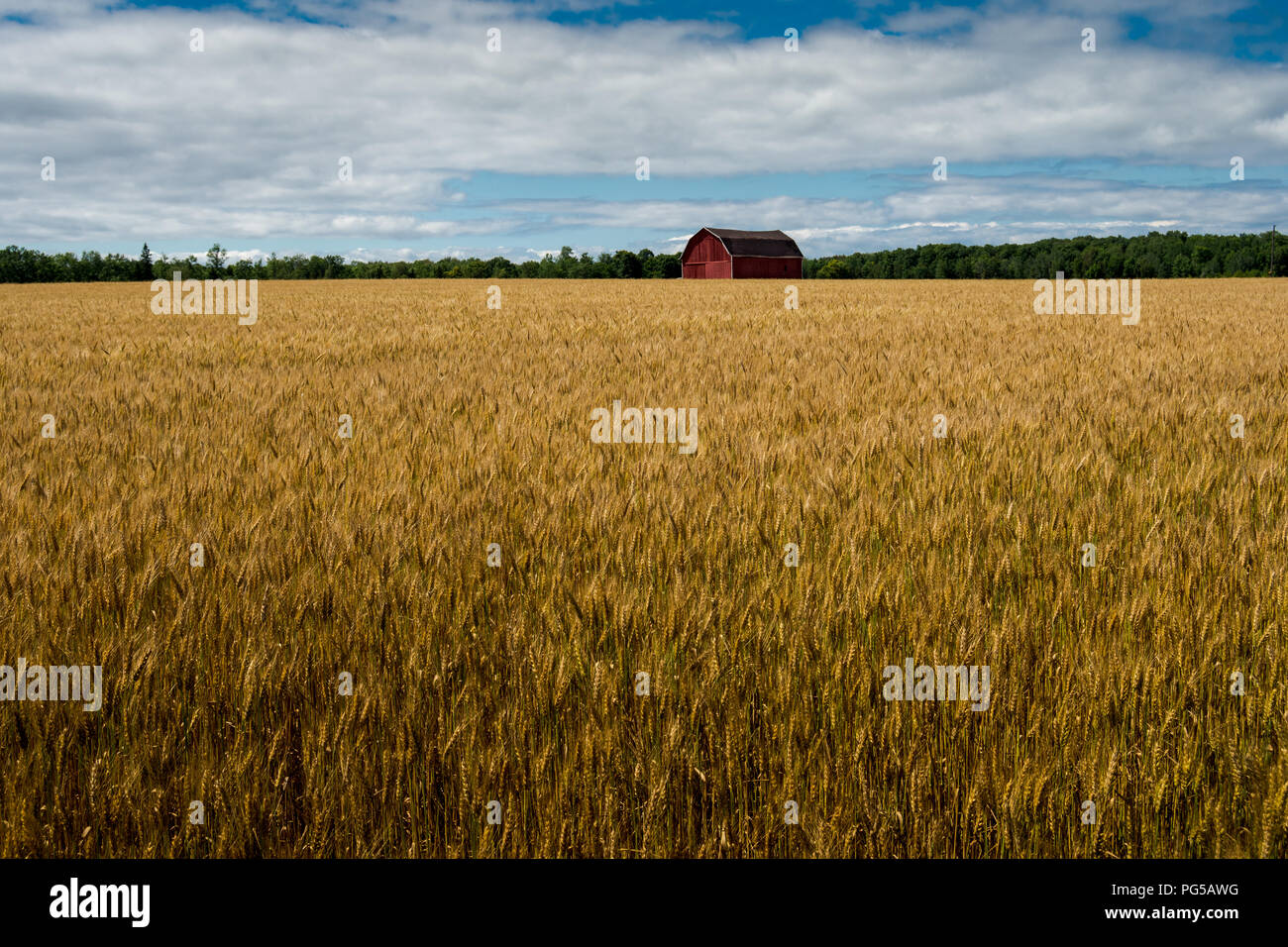 Wheat field barn farm hi-res stock photography and images - Alamy