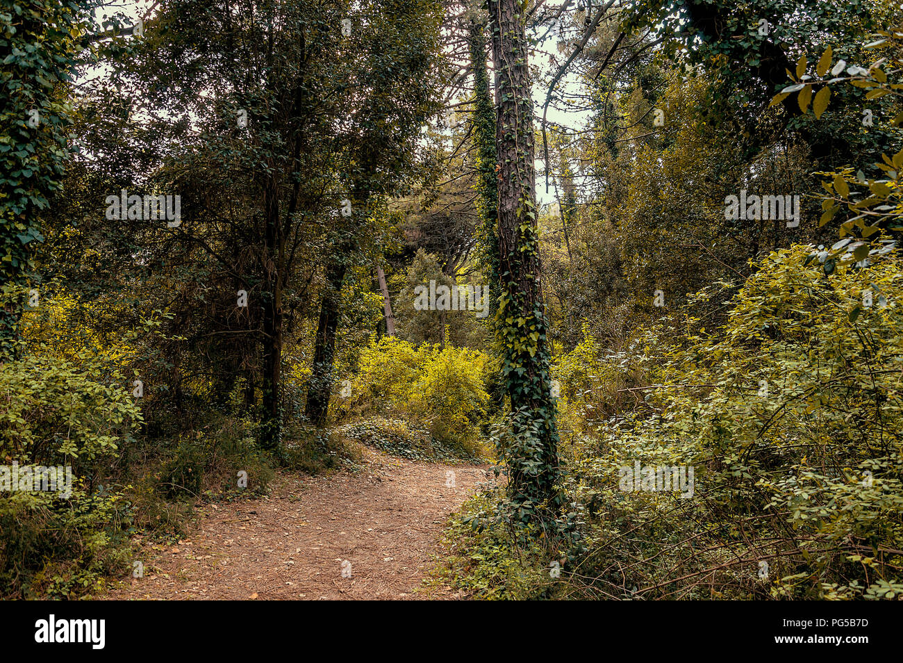 Little pathway in a natural park close to the seacoast of the Adriatic ...