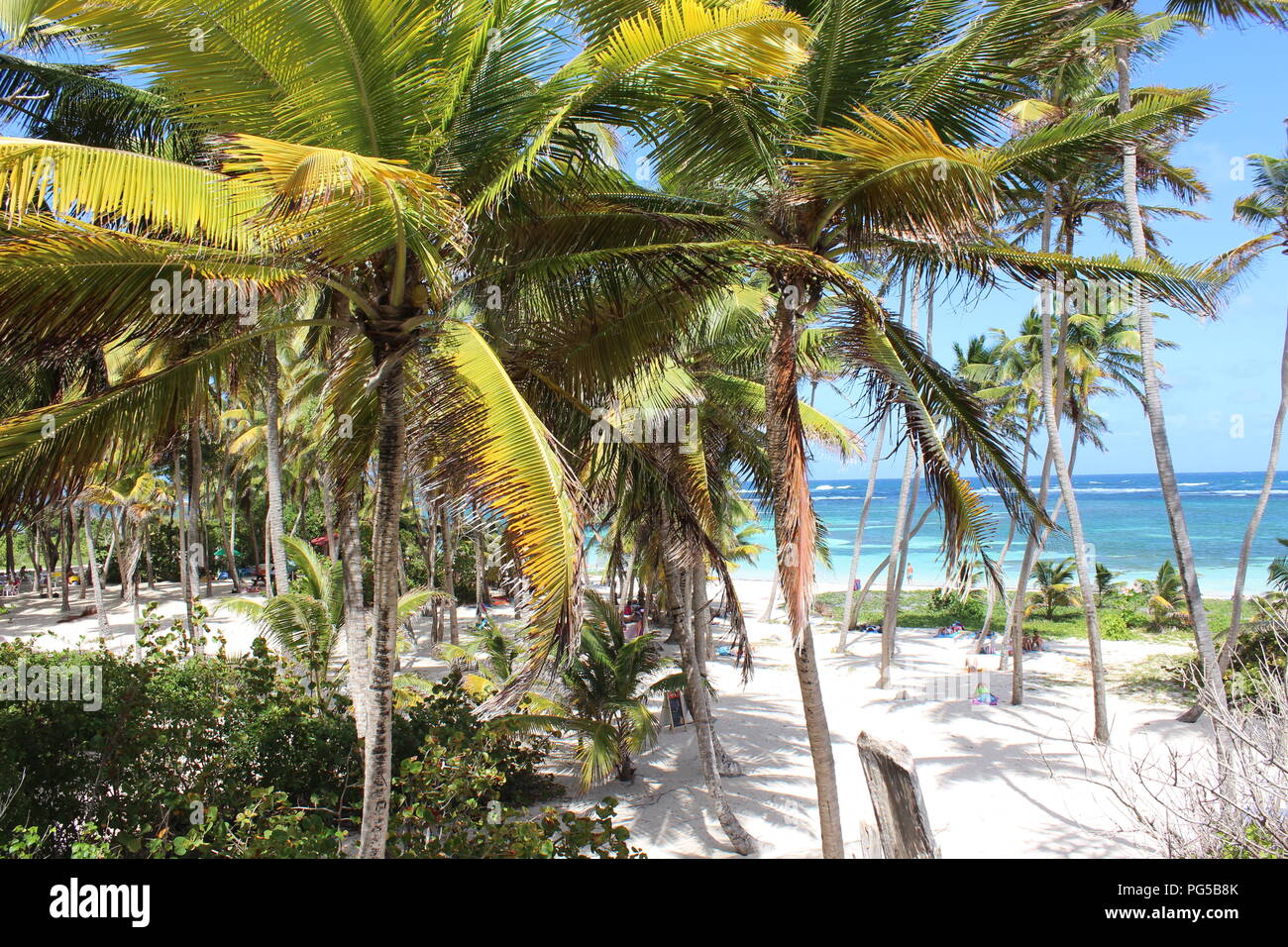 palm trees caribbean Stock Photo - Alamy