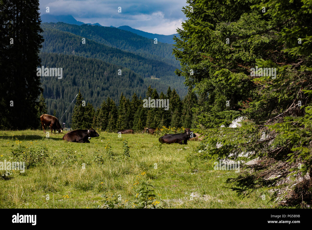 Cows In Italy High Resolution Stock Photography and Images - Alamy