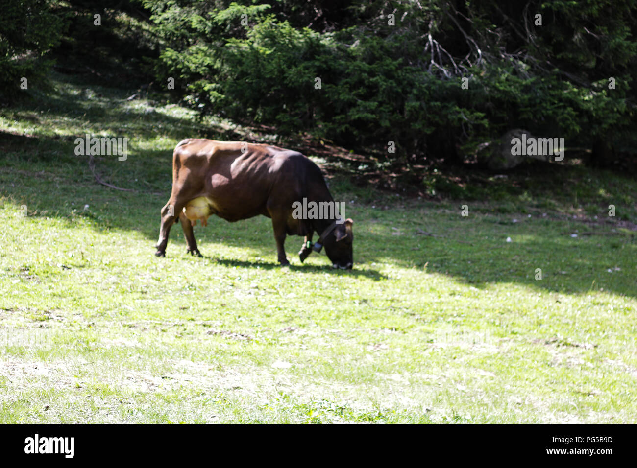 Cattle farm animals animals livestock alps hi-res stock photography and ...