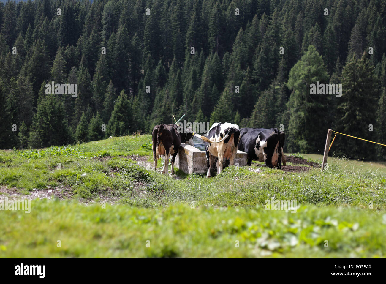 Cows In Italy High Resolution Stock Photography and Images - Alamy