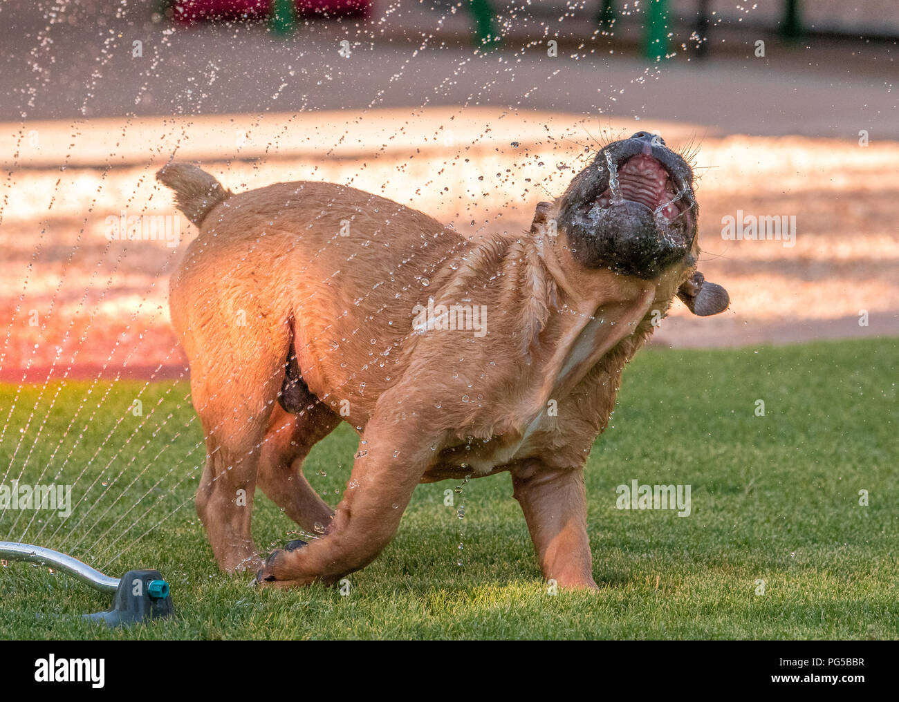 Blind bulldog puppy playing in the ater Stock Photo - Alamy