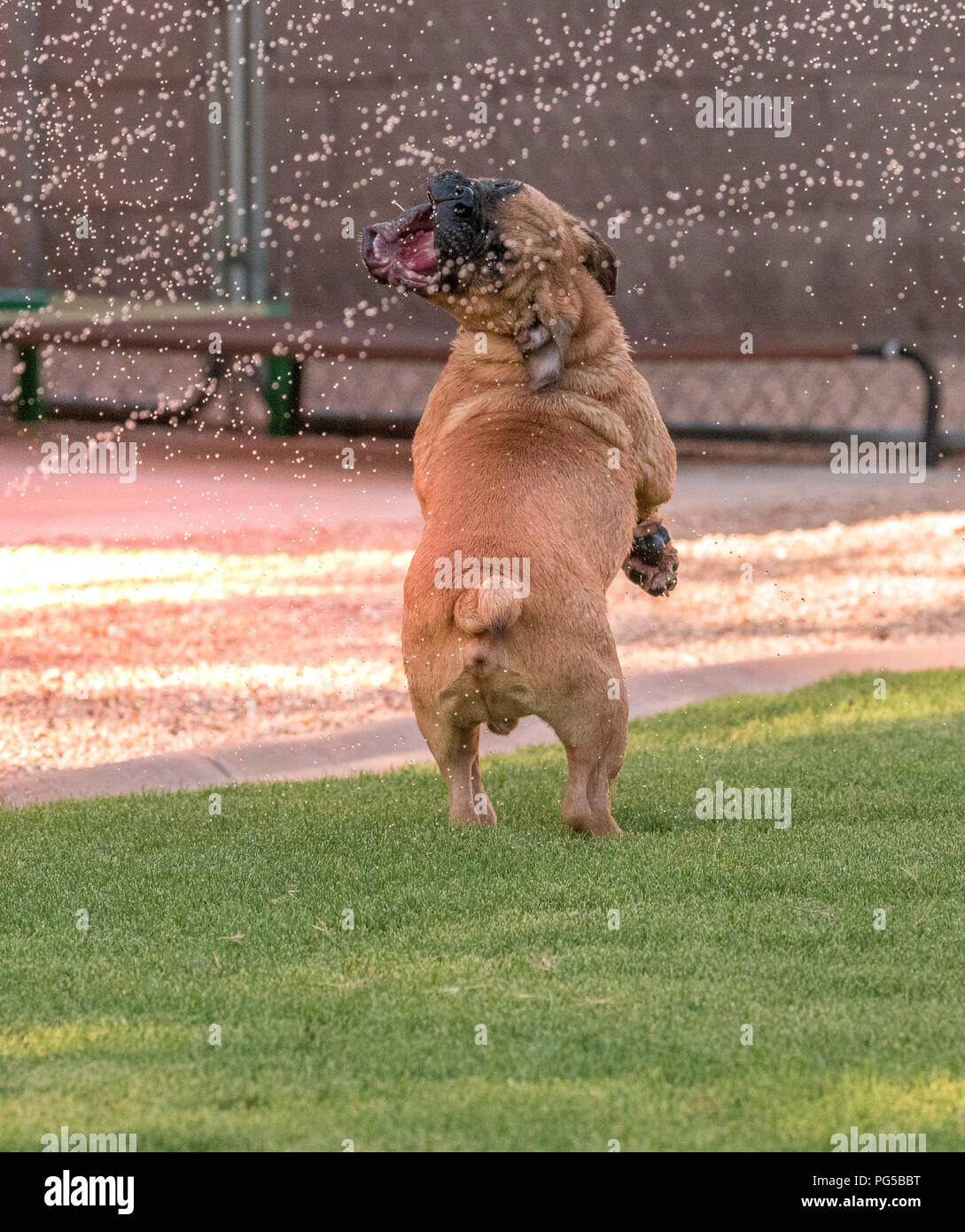 Blind bulldog puppy playing in the sprinkler Stock Photo - Alamy
