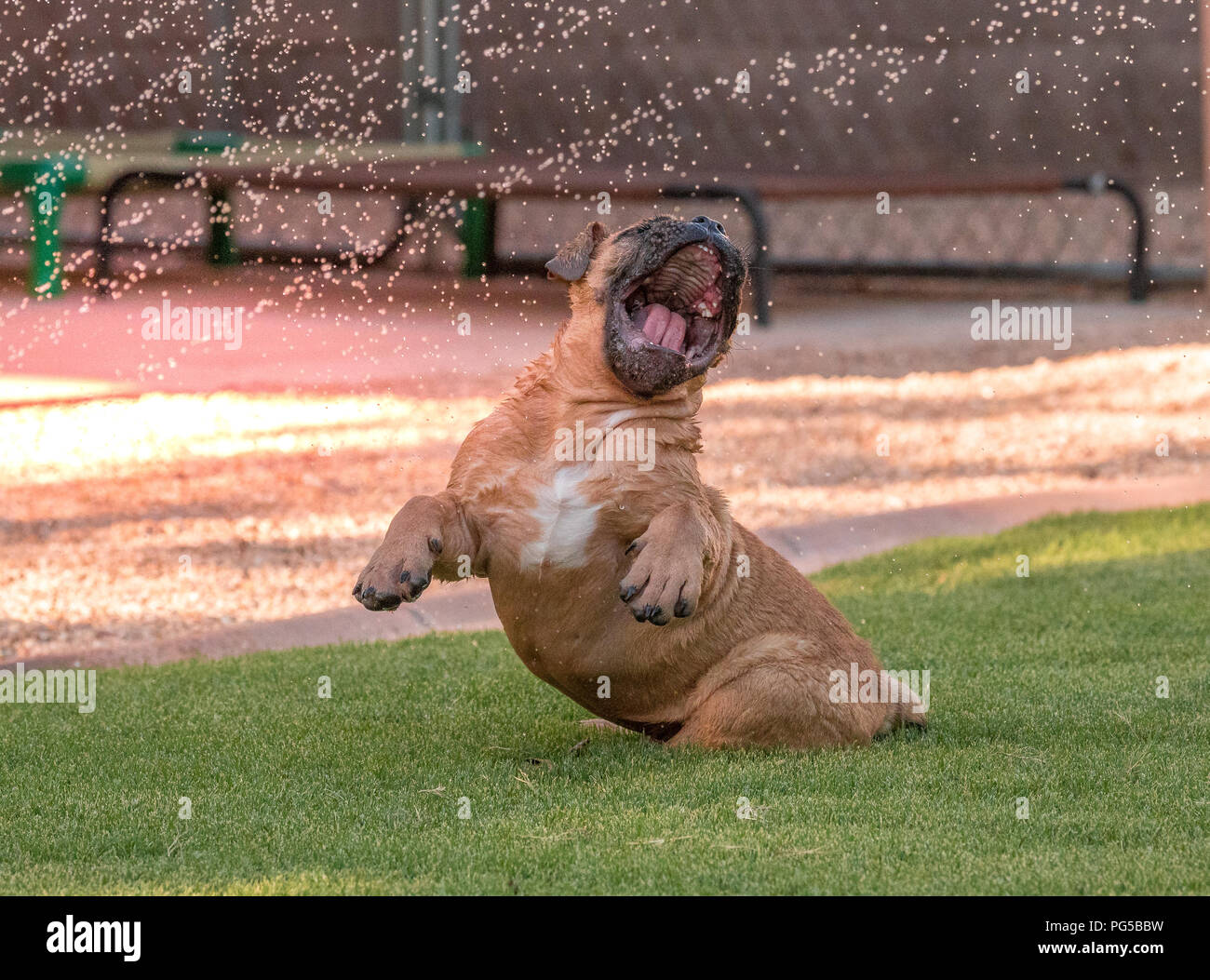 Blind bulldog puppy playing in the ater Stock Photo - Alamy