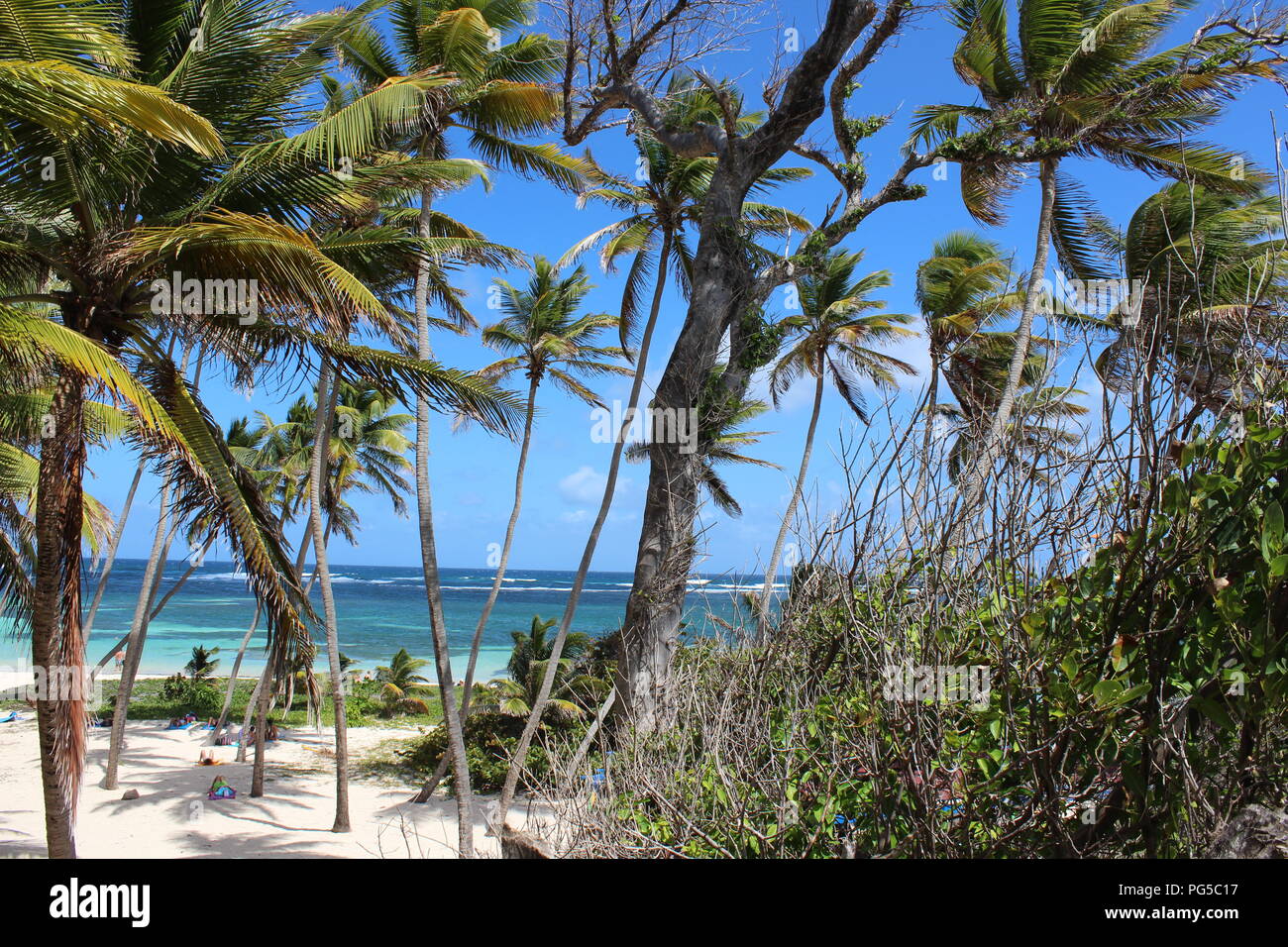 palm trees caribbean Stock Photo - Alamy