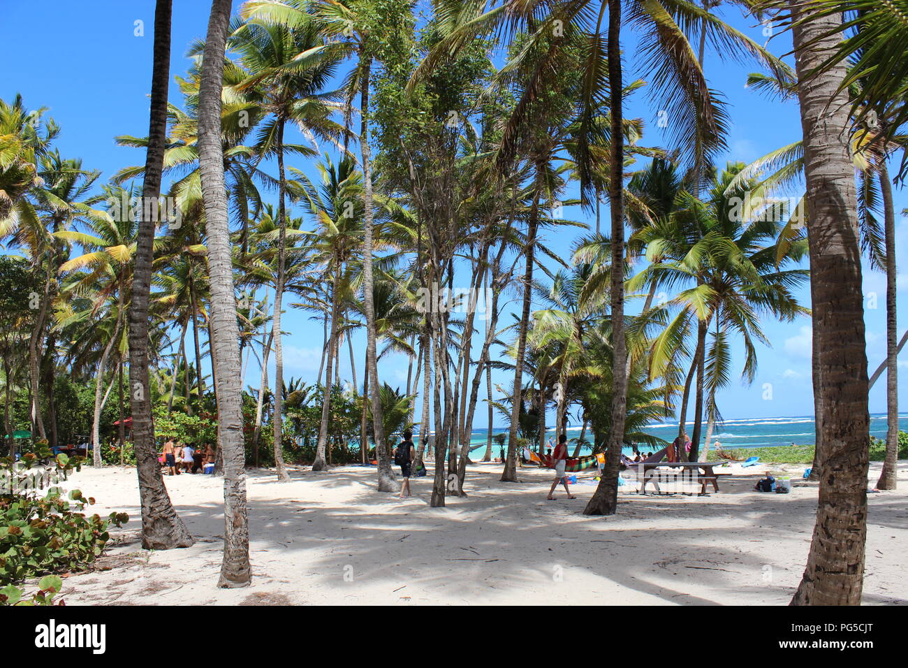 palm trees caribbean Stock Photo - Alamy