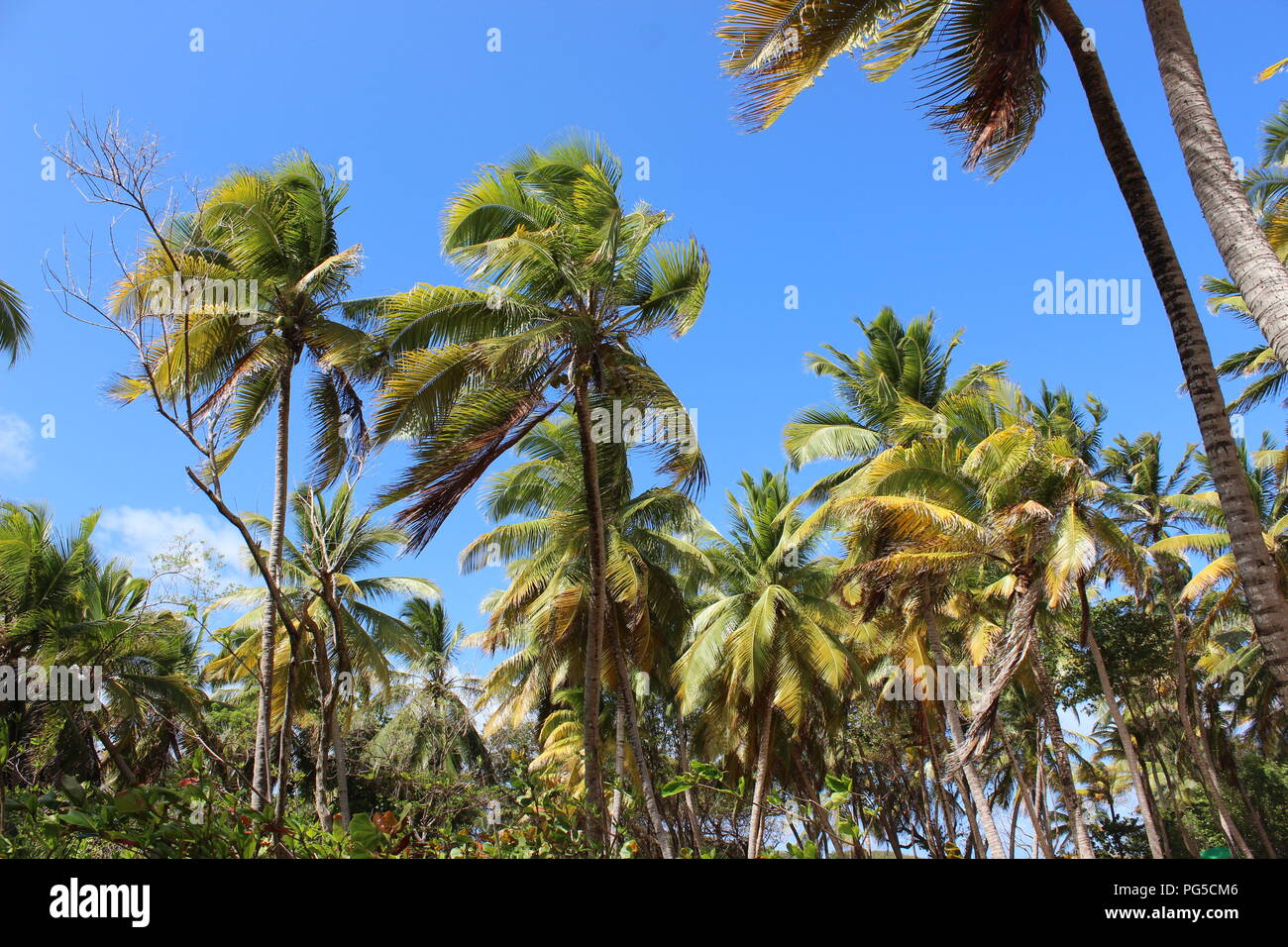 palm trees caribbean Stock Photo - Alamy