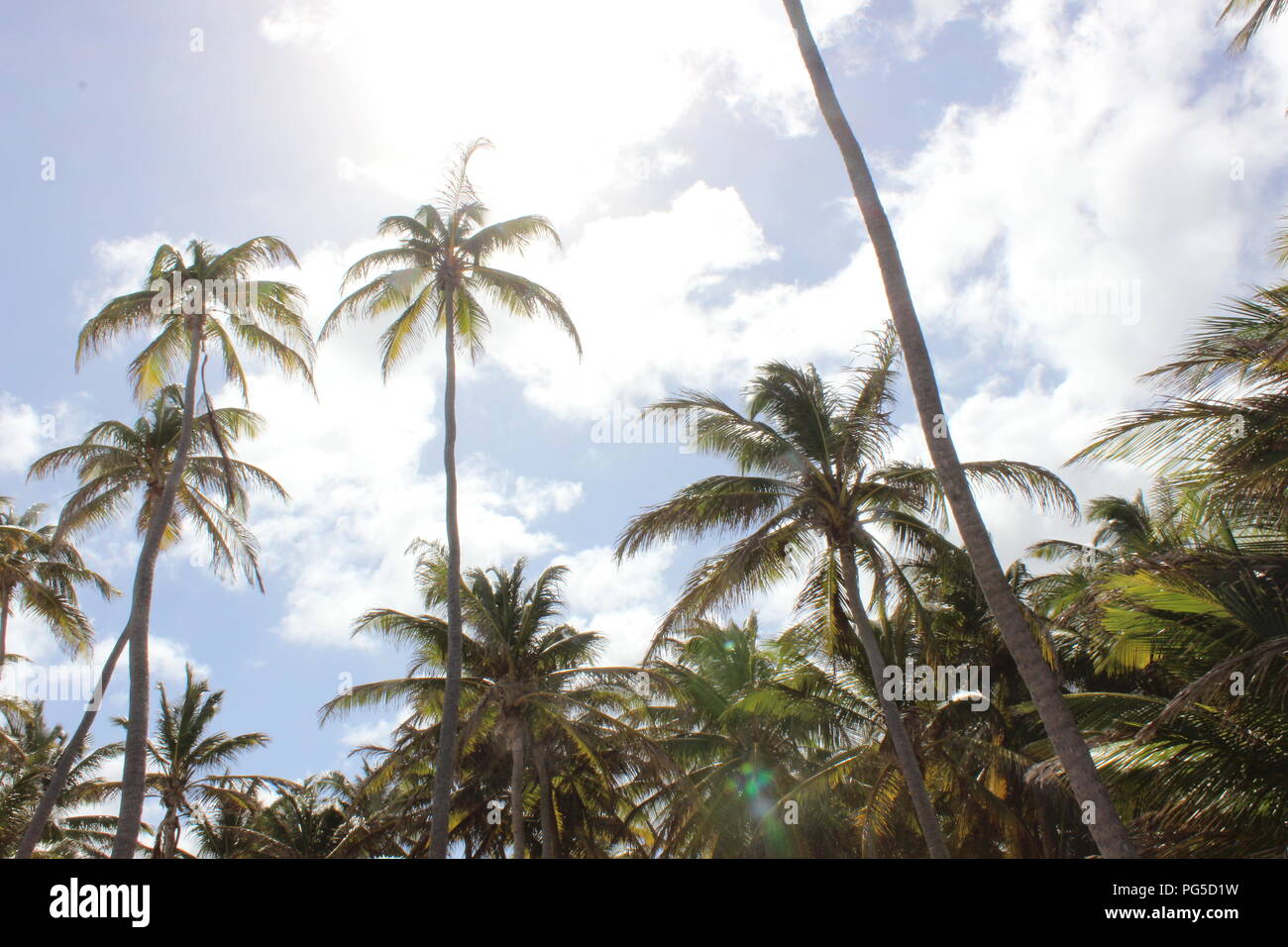 palm trees caribbean Stock Photo - Alamy