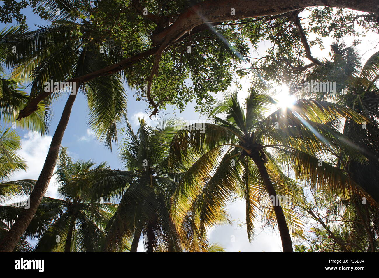 palm trees caribbean Stock Photo - Alamy