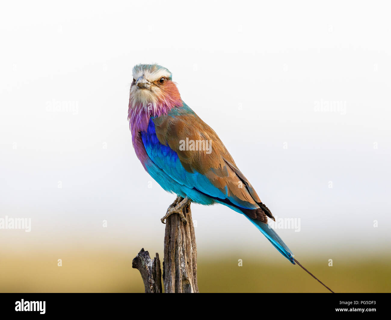 African Lilac-breasted roller looking towards the camera Stock Photo ...