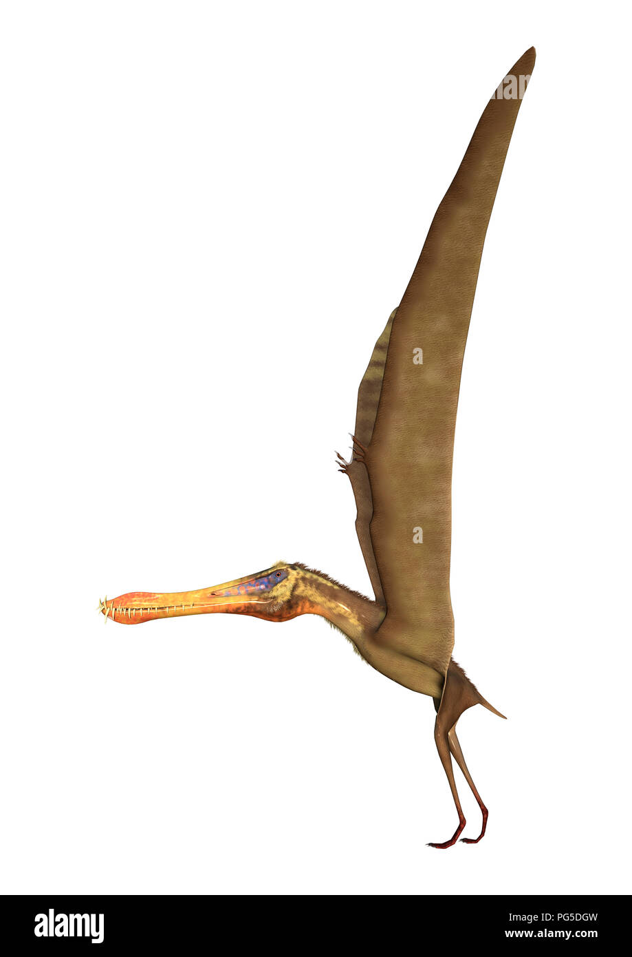 3D rendering of a pterodactyl Anhanguera isolated on white background ...