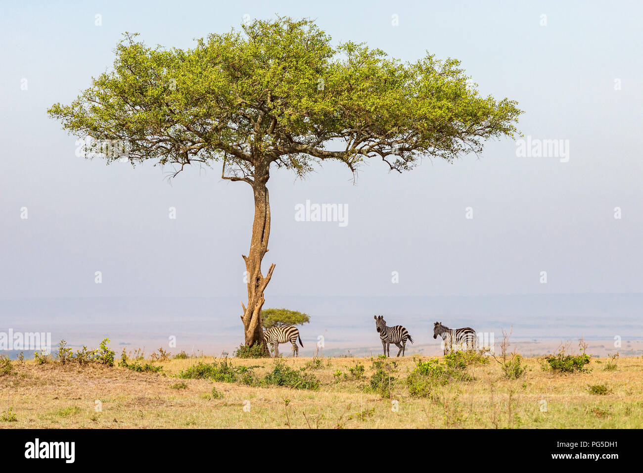 Zebras standing in the shade under a tree on the savannah Stock Photo ...