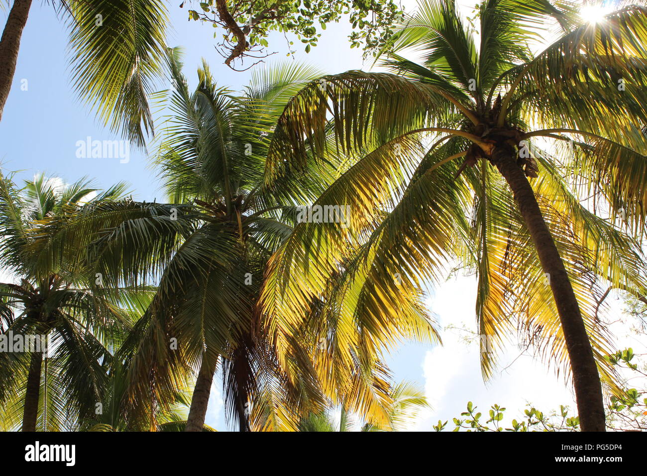 palm trees caribbean Stock Photo - Alamy