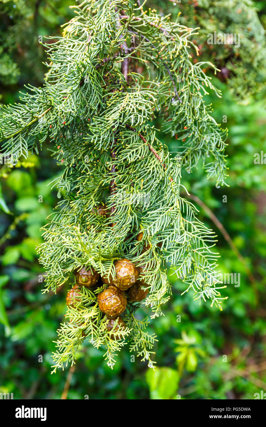 Cypress cone hi-res stock photography and images - Alamy