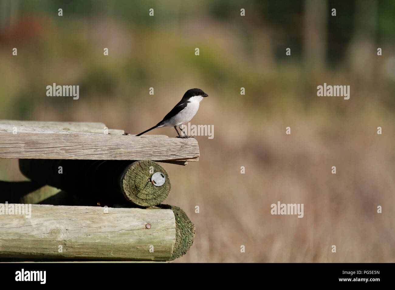 A Southern fiscal , also known as Common fiscal or Fiscal shrike ...