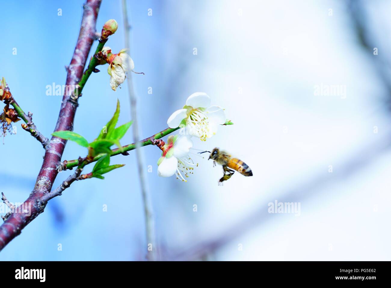 Bee dancing with white flower Stock Photo - Alamy