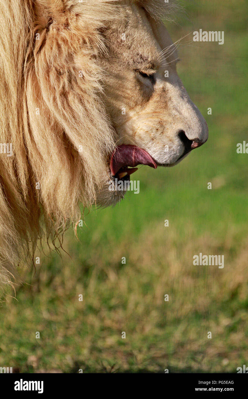 Male lion (Panthera leo) licking his lips in the Drakenstein Lion Park ...