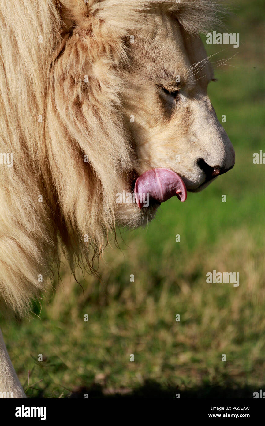 Male lion (Panthera leo) licking his lips in the Drakenstein Lion Park ...