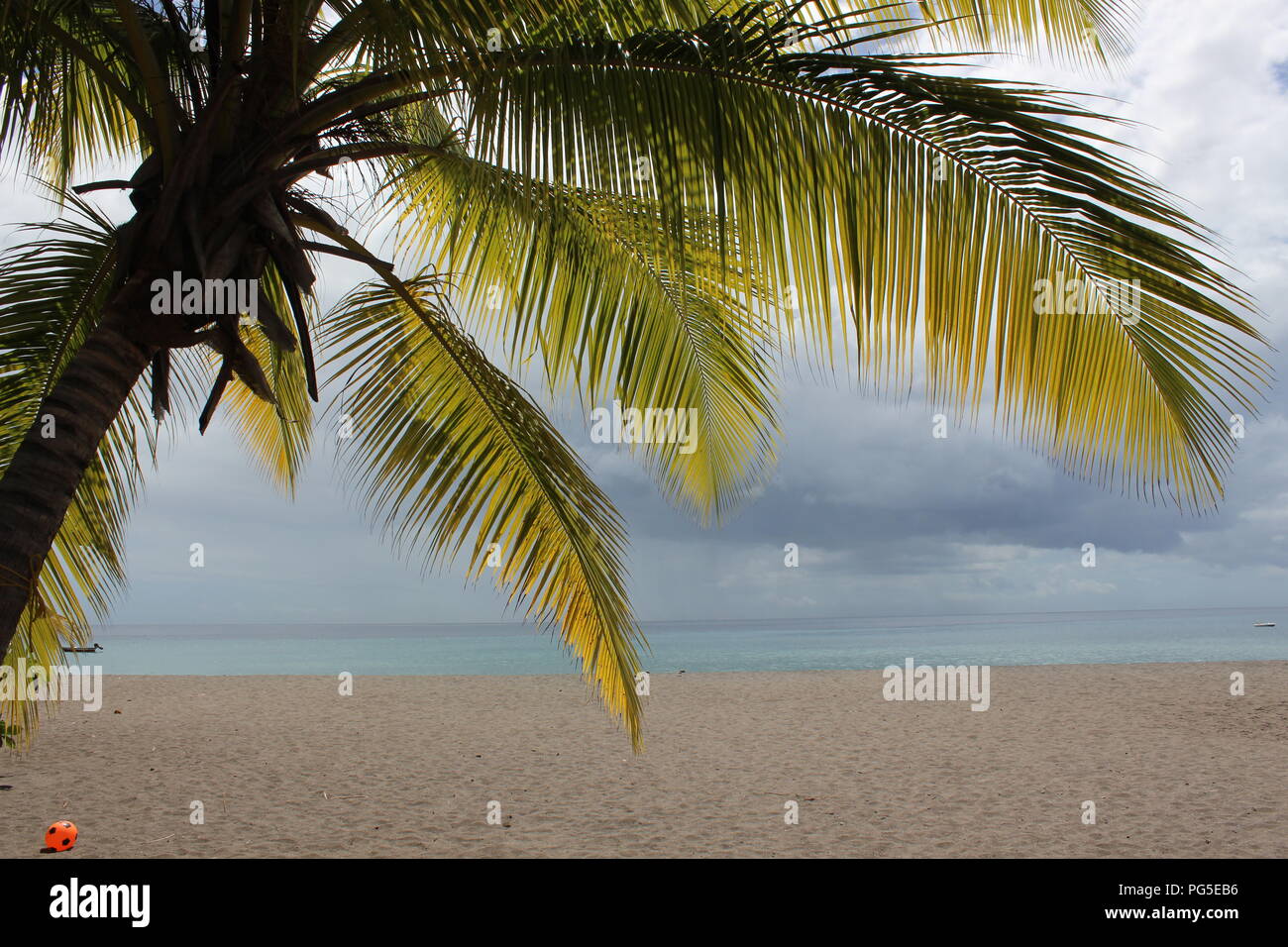 palm trees caribbean Stock Photo - Alamy