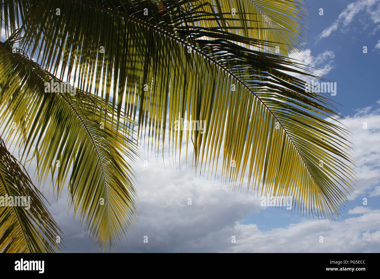 palm trees caribbean Stock Photo - Alamy