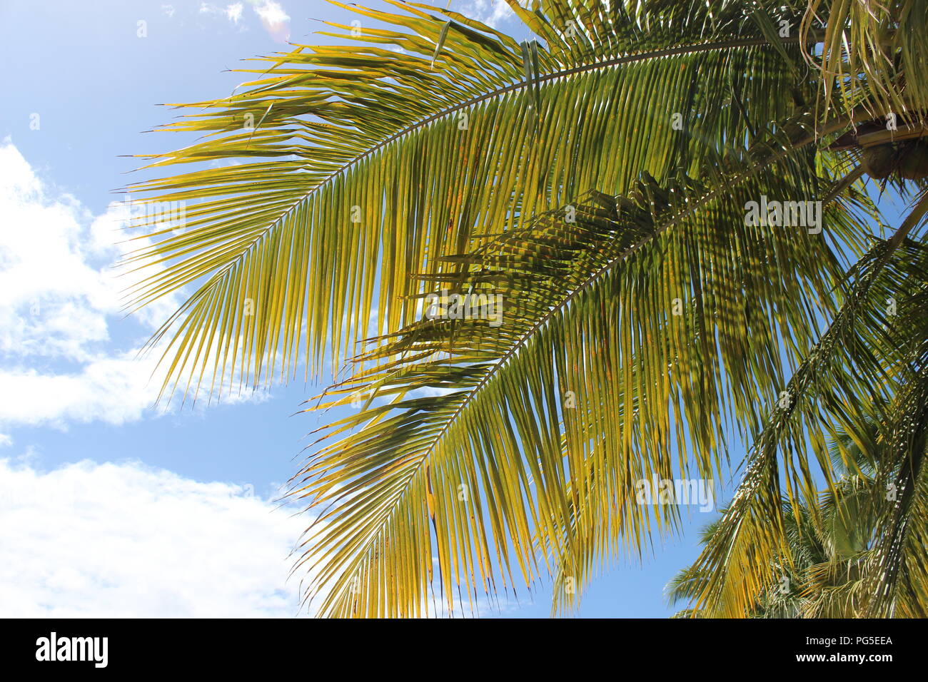 palm trees caribbean Stock Photo - Alamy