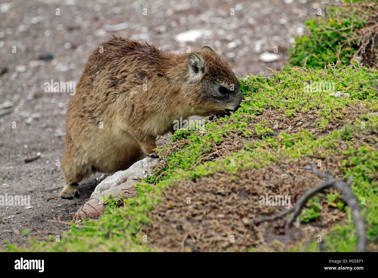 A Rock hyrax (Procavia capensis) also known as Cape hyrax or Dassie ...