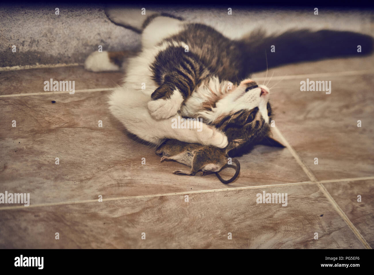 cat are hunting and play with mice Stock Photo - Alamy