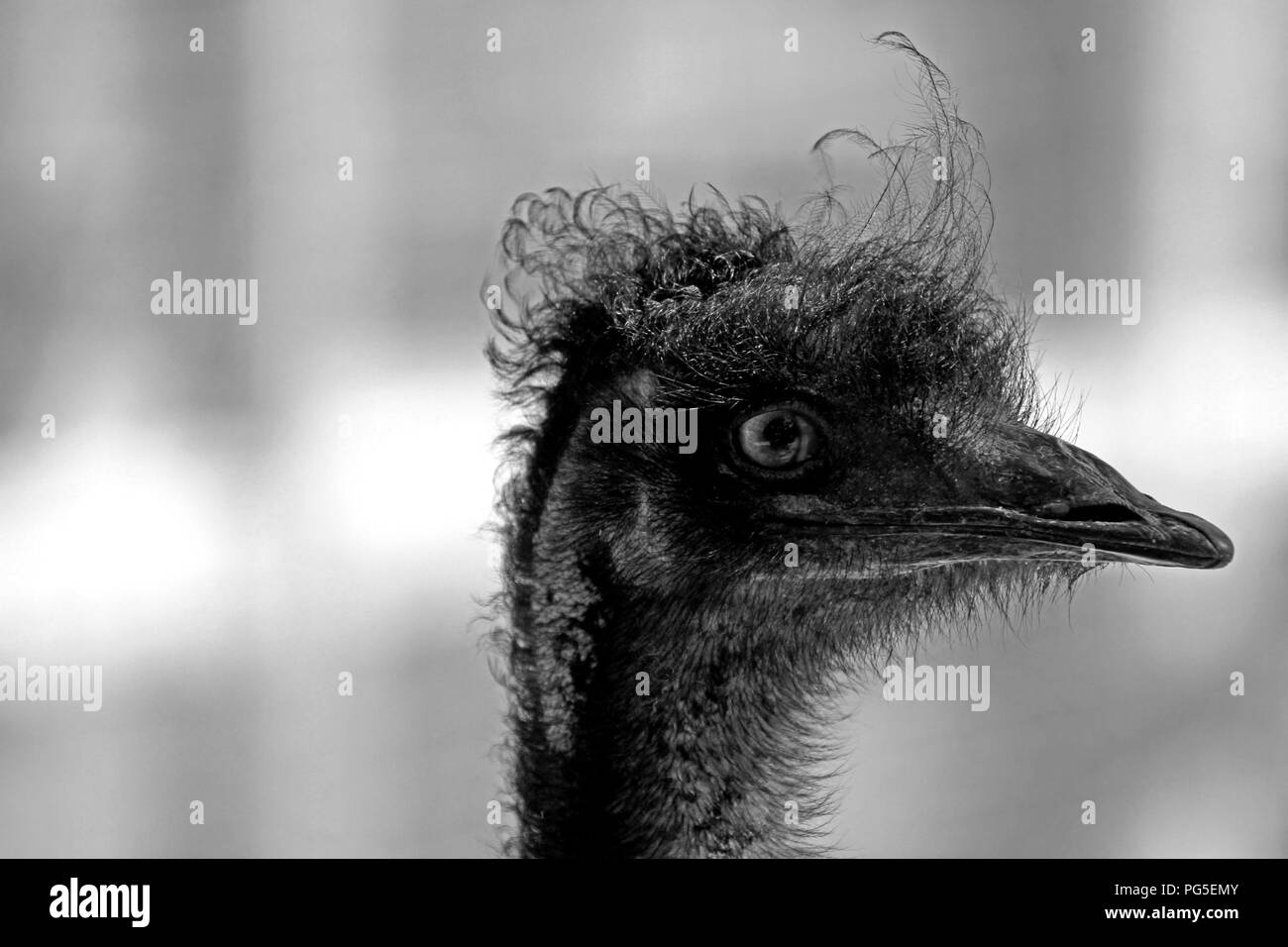 Emu Head Black and White Stock Photos & Images - Alamy