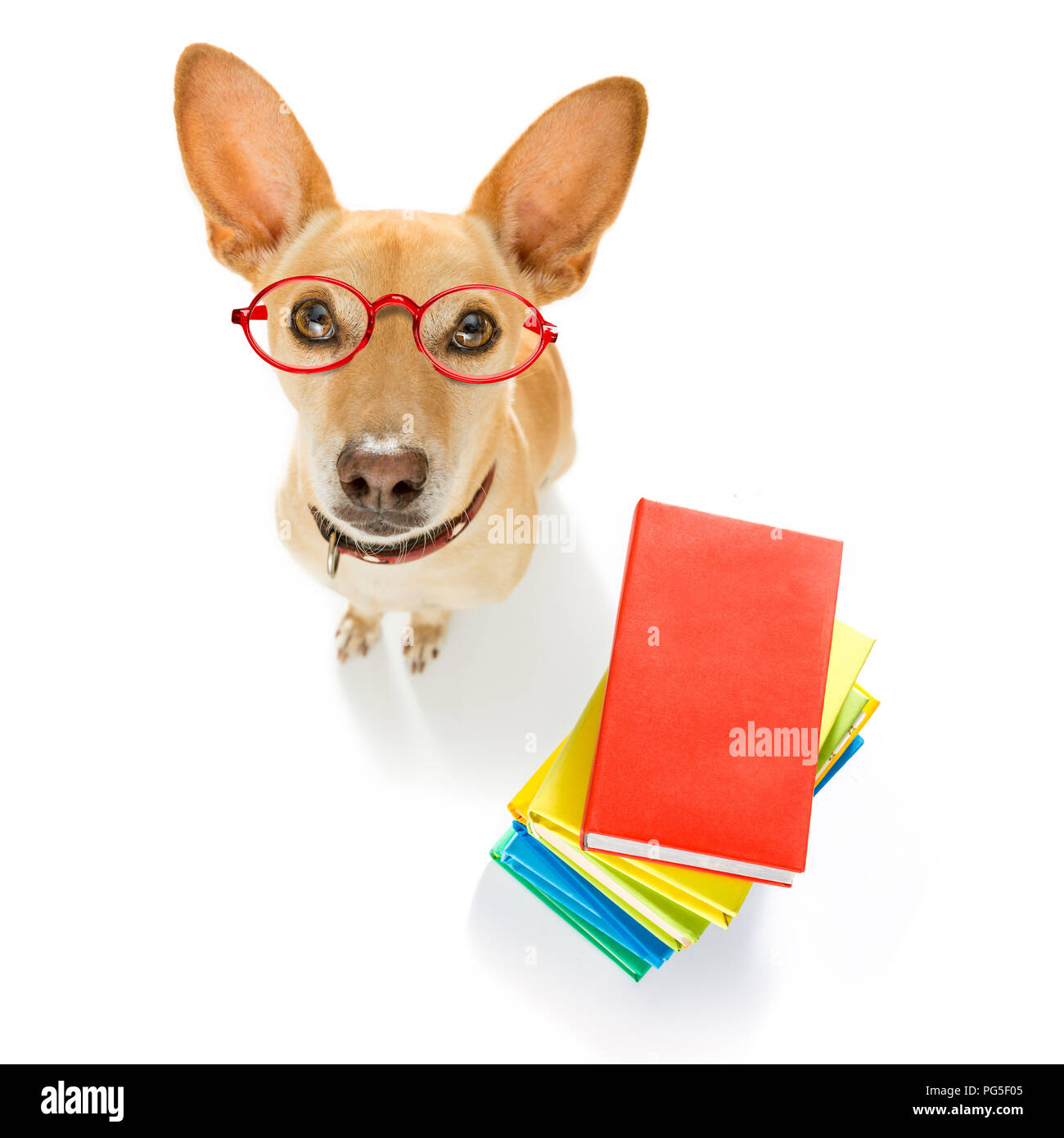 Are Dogs Really Smart