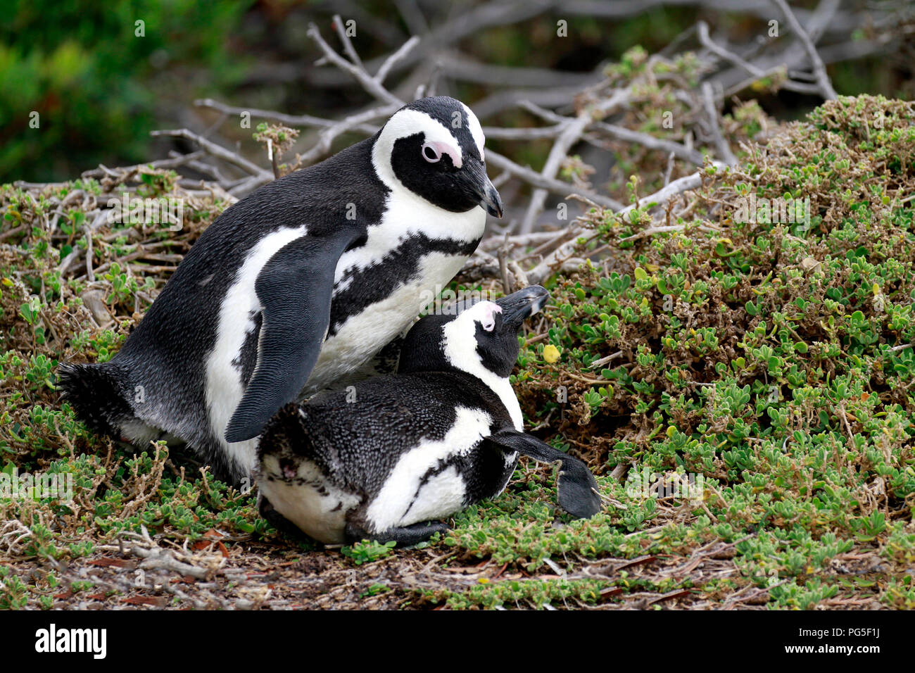 Mating African penguins (Spheniscus demersus) at Stony Point Nature ...