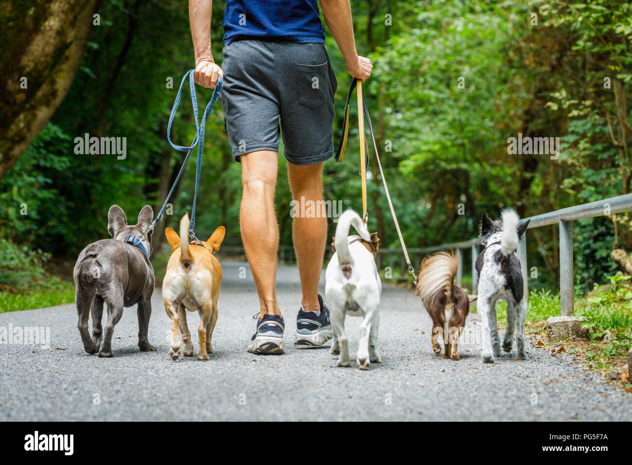 group of dogs with owner and leash ready to go for a walk or walkies ...