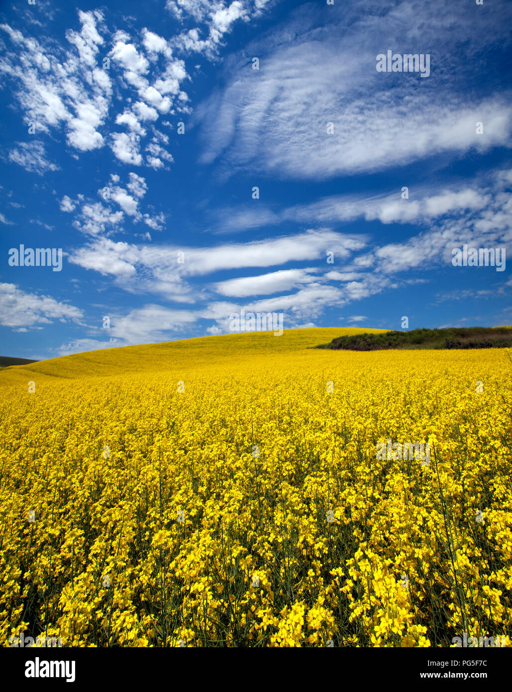 Canola field in Palouse, WA Stock Photo - Alamy